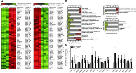 Transcriptome Wide Differential Gene Expression And Pathway Enrichment