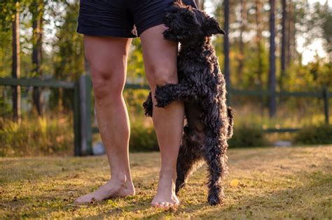 Why Does My Male Dog Hump My Other Male Dog Decoding Canine Behaviors