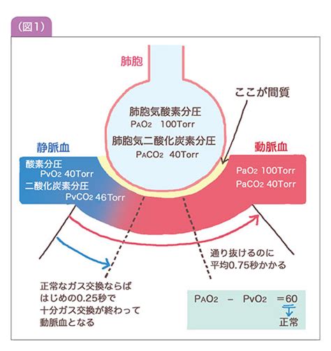 呼吸生理学1肺胞での酸素と二酸化炭素の受け渡しのメカニズム 看護に役立つナースプレスbyナース専科