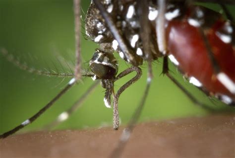 Estado de São Paulo confirma primeiro caso de febre amarela em um
