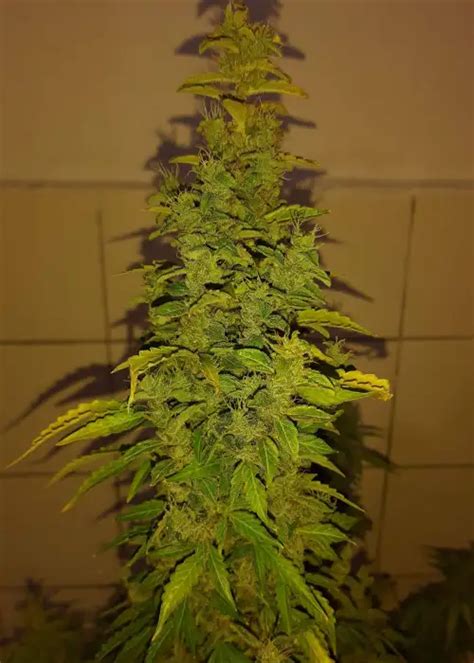 Auto Cream Candy Seeds By Fair Seeds Growdiaries