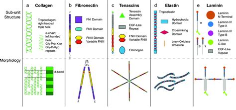 Fibrous Proteins Of The Extracellular Matrix A The Basic Unit Of