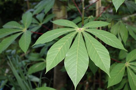 100 000 Gambar Daun Singkong And Daun Gratis Pixabay