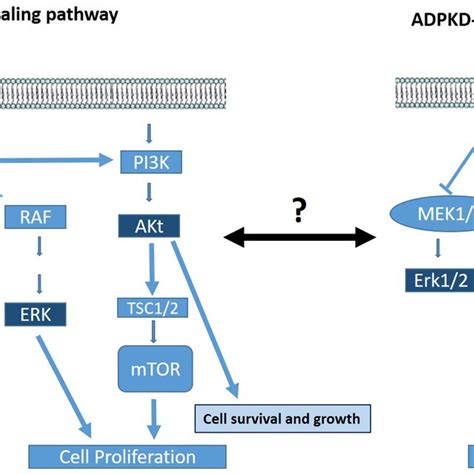Schematic View Of Cell Growth And Proliferation Molecular Pathways Download Scientific Diagram