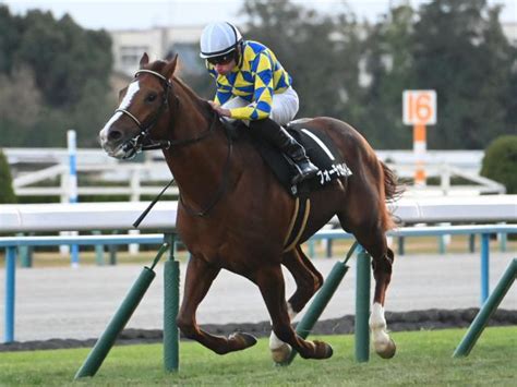 【阪急杯出走馬・騎手確定】フォーチュンタイム＆岩田望来騎手、ダノンマッキンリー＆北村友一騎手など18頭 競馬ニュース Netkeiba