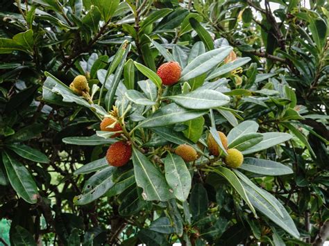 全身是寶的楊梅樹 網路知性之旅 賽嘉之翼 Powered By Discuz