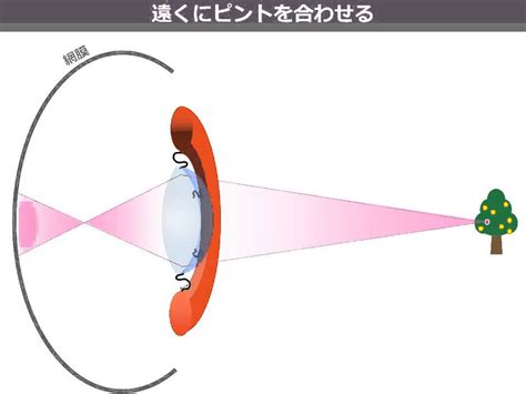 目の遠近調節（ゆうきのバイオロジー） Youtube