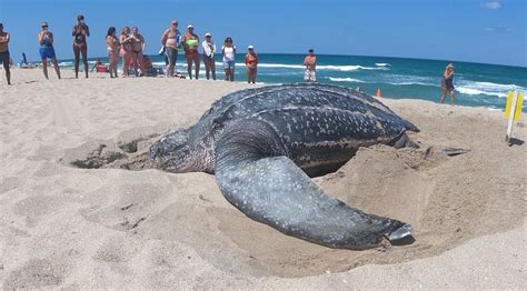 Giant Sea Turtle