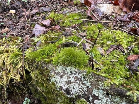 Possible Ids Located In North Georgia Rmoss