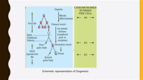 3 Human Reproduction Gametogenesis And Menstrual Cycle Pptx
