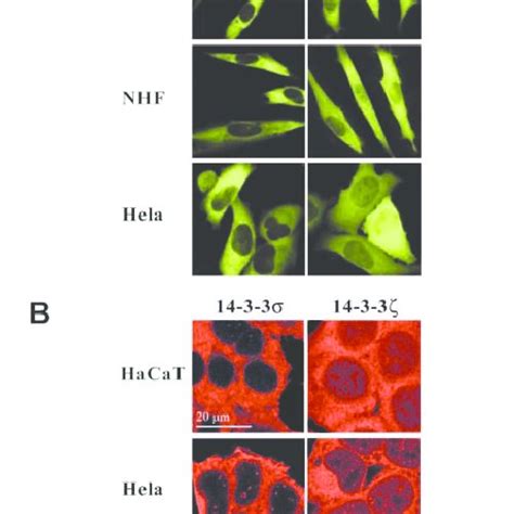 A Subcellular Distribution Of 14 3 3σ Yfp And 14 3 3ζ Yfp In The