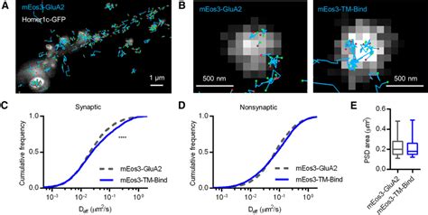 Diffusion Of Small Membrane Protein And Ampar Within And Near The