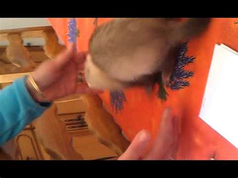 Je Vous Pr Sente Mon Nouveau Peluche Legumes YouTube