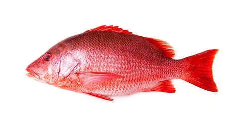 40 Easy Red Snapper Recipes