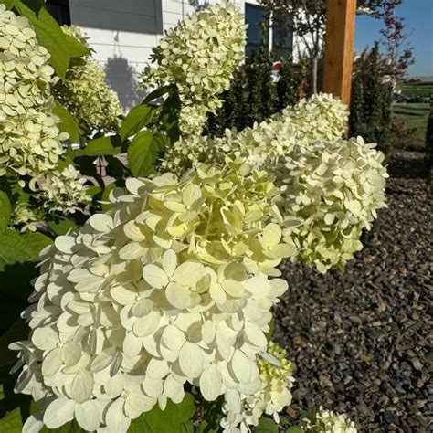 How To Grow Hydrangeas And Plant Care