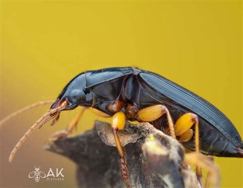 The Best Flash Diffusers For Macro Photography Wildmacro Extreme Macro Photography