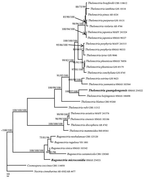 a maximum parsimony tree inferred from the combined act its lsu and