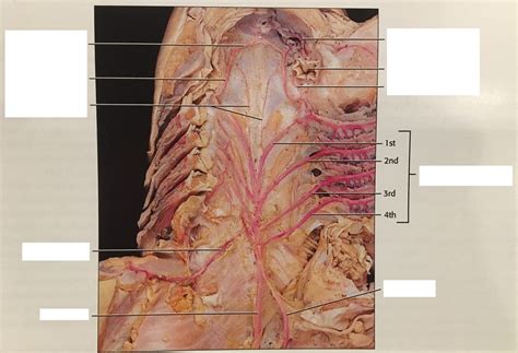 Cva Lab Circulatory Shark Figure 21 10 Diagram Quizlet