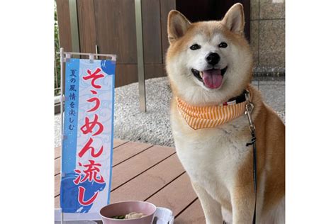 【有馬】愛犬と一緒に「流しそうめん」を楽しもう！神戸牛や鶏ささみも Prettyonline