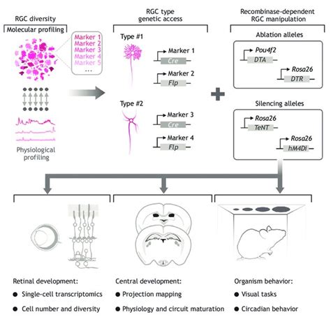 Local Repulsive Interaction Can Develop Hexagonal Patterns In A