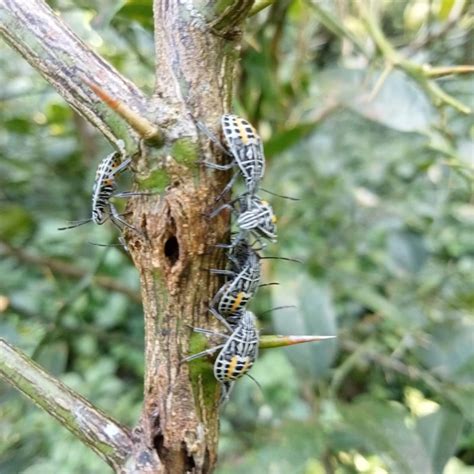 Bishal Dhungana On Linkedin Citrus Pestmanagement Ipm