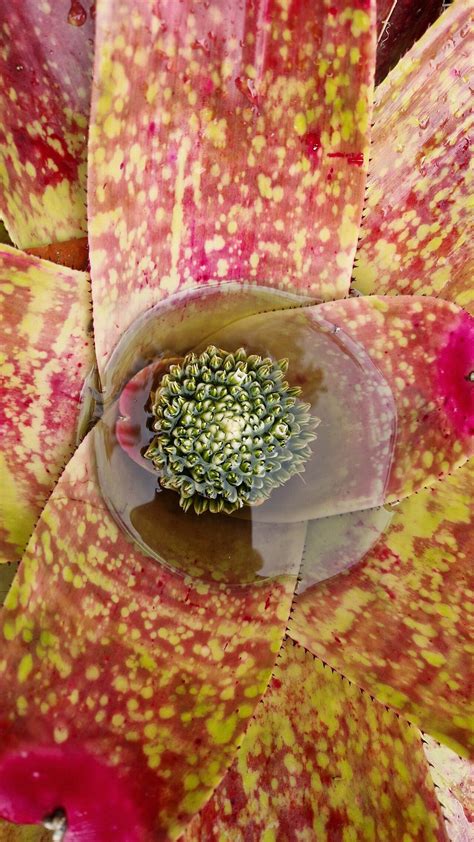 How To Grow Vriesea Pardalina Earthone