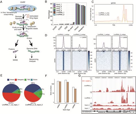 The Global Dna Interacting Profiles Of Flt1p1 In Pe Using Chirp Method