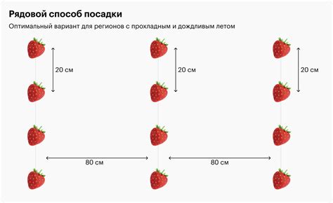 Выращивание клубники как выбрать сорт как и когда сажать в открытый грунт