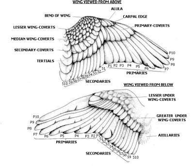 Diagram Of Bird Wings Anatomy