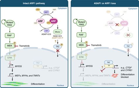 Asap1 And Arf1 Regulate Myogenic Differentiation In Rhabdomyosarcoma By