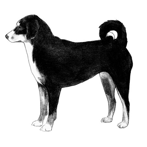 Appenzeller Sennenhunds Dog Breed Info Photos Common Names And More