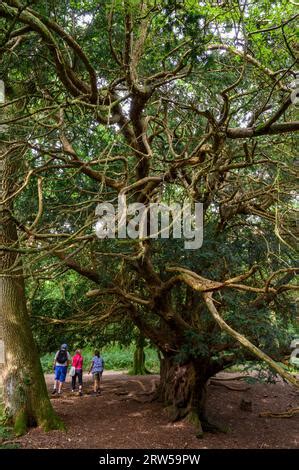 Visitors Walk Among Yew Trees In The Ancient Kingley Vale Yew Forest