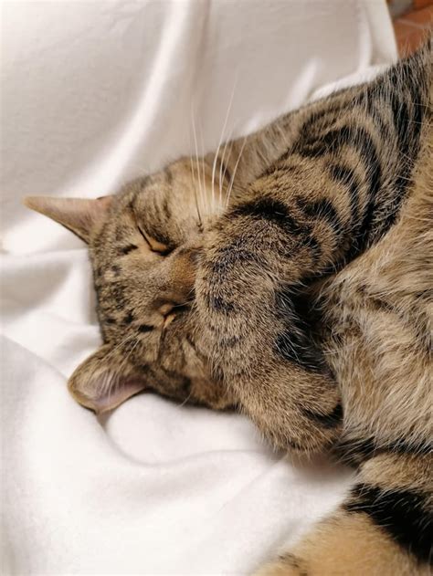 My Friend Passed Away Rcats