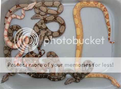 2009 Boa Morphs Reptile Forums