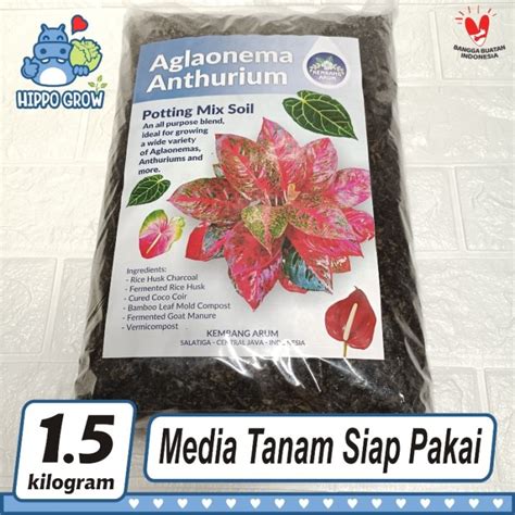 Jual Media Tanam Aglaonema Variegata Anthurium Aglonema Varigata Kota