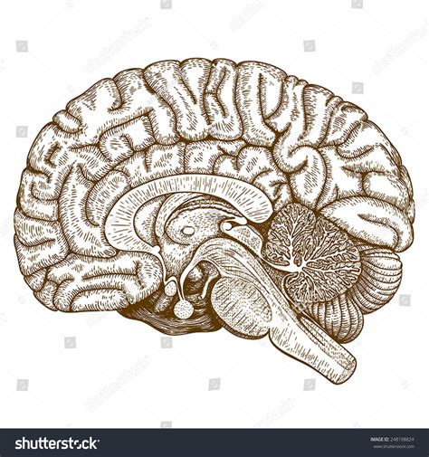 Vector Engraving Antique Illustration Human Brain Stock Vector Royalty Free
