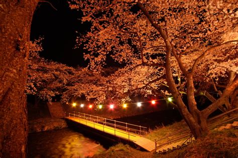 舟川べりの桜並木 by こまつな ID5661416 写真共有サイト PHOTOHITO