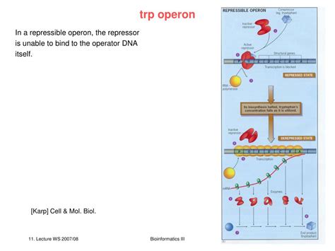 Ppt V11 Modelling Genetic Networks By Boolean Networks Powerpoint Presentation Id 5585658