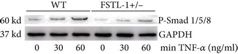 Knockdown Of Fstl 1 Can Reduce The Tnf α Mediated Inflammatory Response