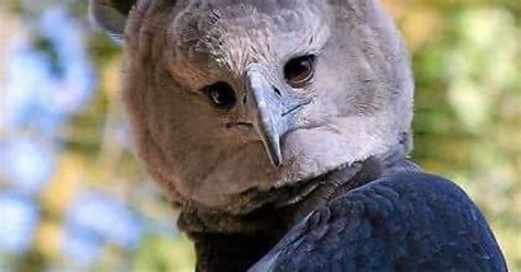 Harpy Eagle Album On Imgur