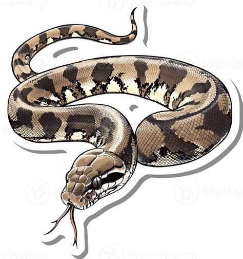 Coiled Python Snake With Detailed Scales And Forked Tongue 55491899 Png