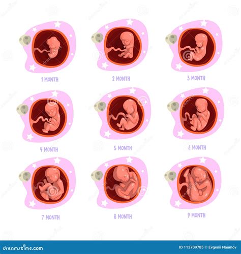 Albums Pictures Stages Of A Baby In The Womb Excellent