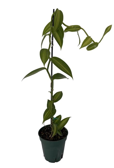 Variegated Vanilla Bean Orchid Plant 4 5 Pot With Live Flowers For