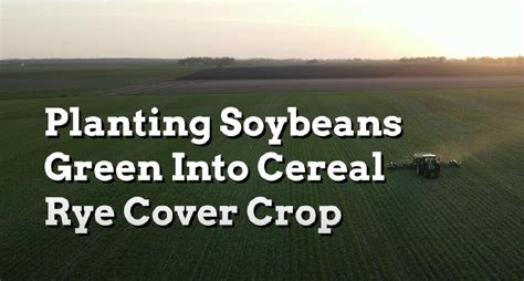 Cereal Rye Cover Crop And Soybeans Practical Cover Croppers