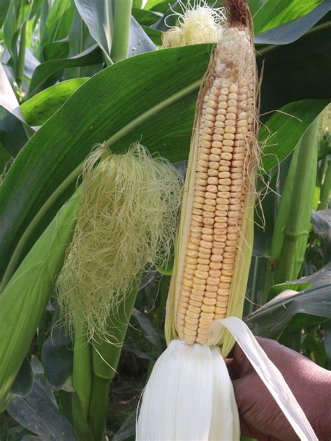 मक्के की खेती Maize Farming Information In Hindi Web Stories