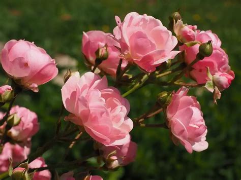 Floribunda Vs Hybrid Tea Roses Main Differences Best Uses