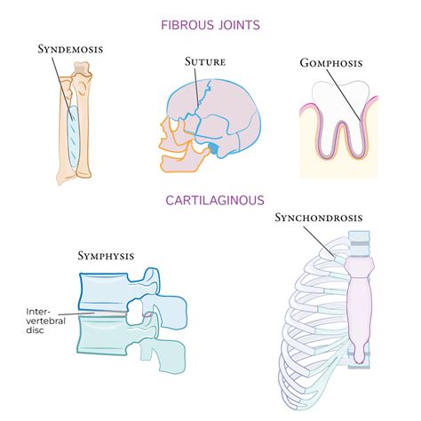 Amphiarthrosis Joint Examples