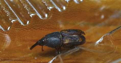 What Bug Is This I Think Its A Weevil But Im Not Sure Its About 1 5 2mm Long Album On Imgur