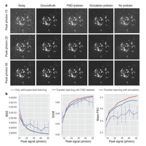 Performance Of Self Supervised Deep Denoising With Transfer Learning On Download Scientific