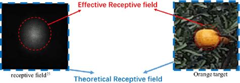 feature map receptive field matched to the target left the blue and